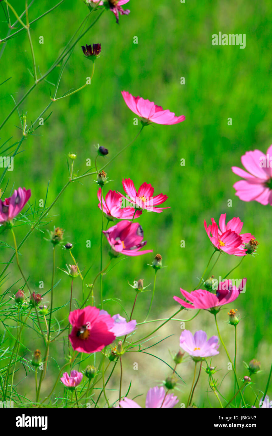 Cosmos in a Field Kamogawa Chiba Japan Stock Photo - Alamy