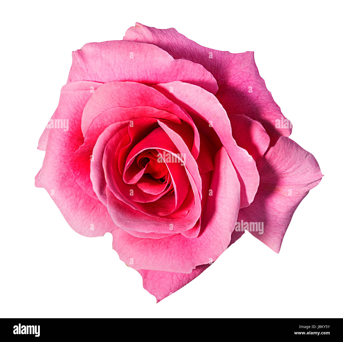 rose isolated on white background Stock Photo - Alamy