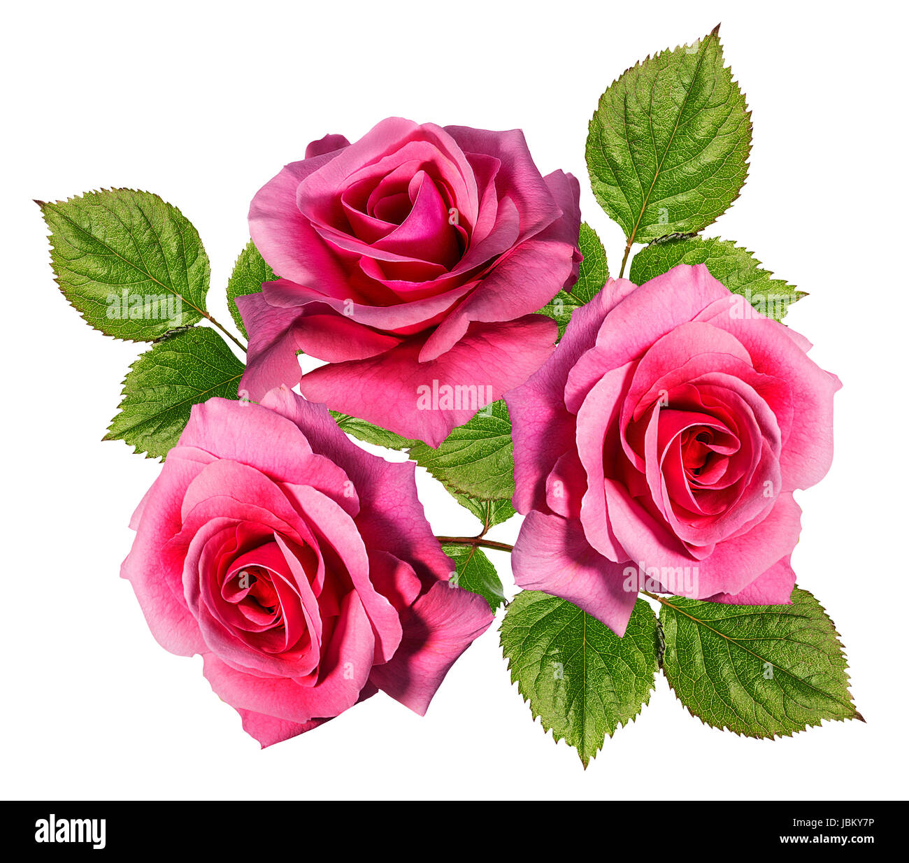rose isolated on white background Stock Photo - Alamy