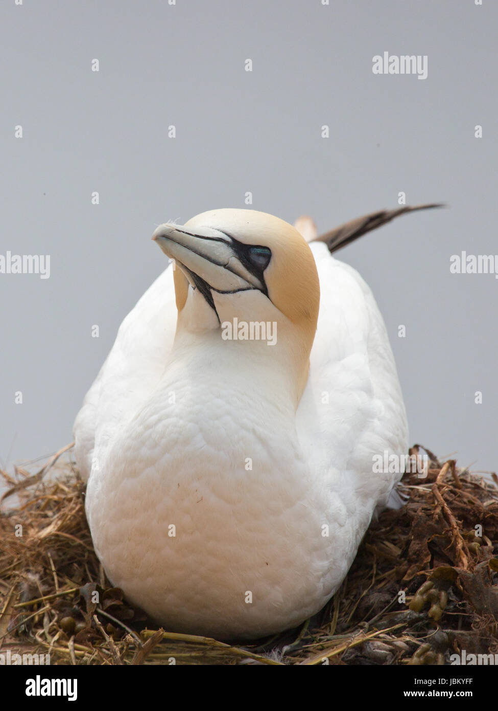 jetblack deep black Stock Photo - Alamy