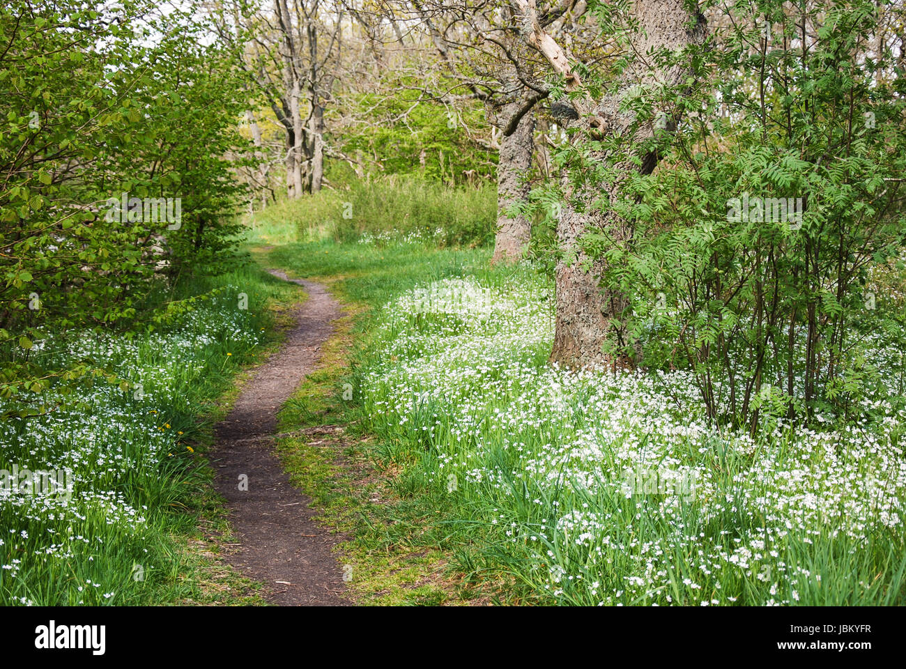Tender green footpath with shiny flowers and leaves. From the island ...