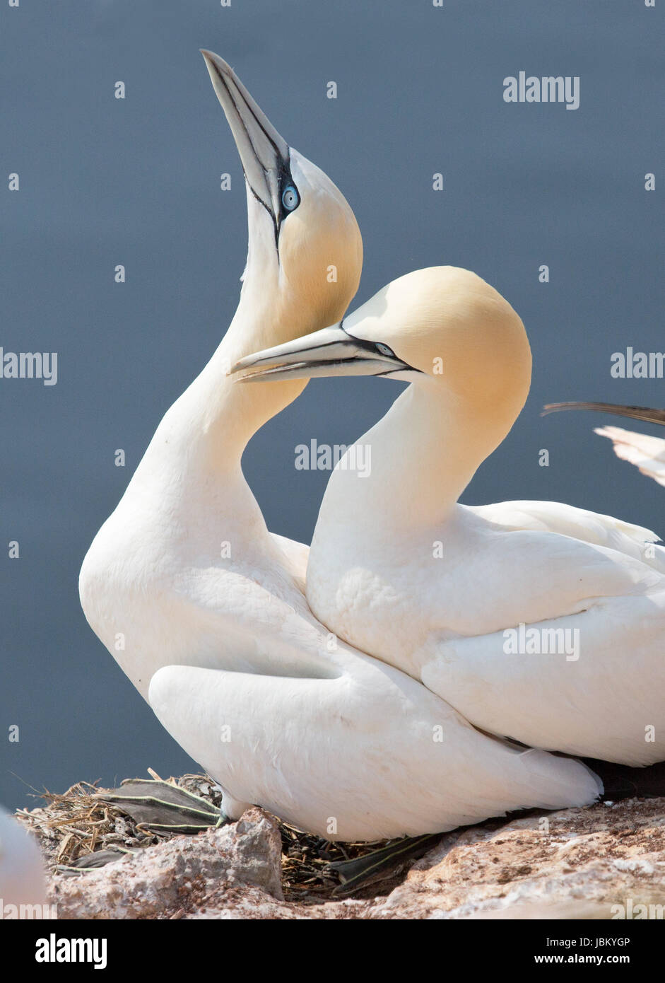 jetblack deep black Stock Photo - Alamy