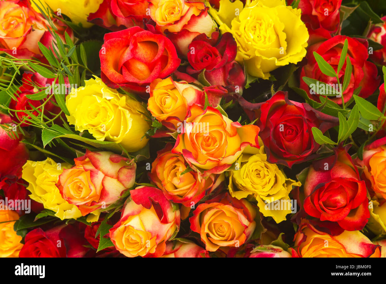 A bouquet of multicolored roses Stock Photo - Alamy
