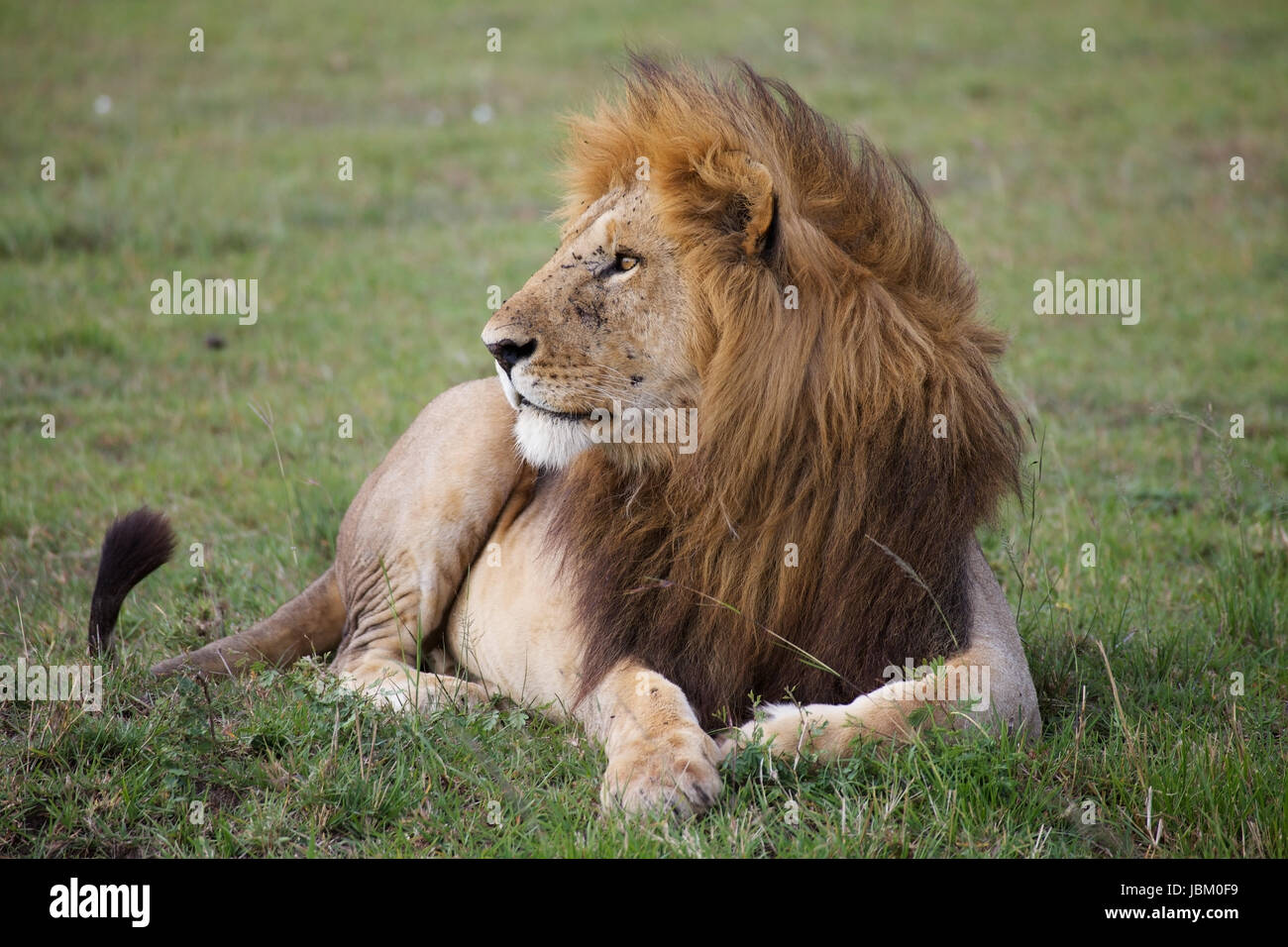 African lion (Panthera leo). Animal in the wild Stock Photo - Alamy