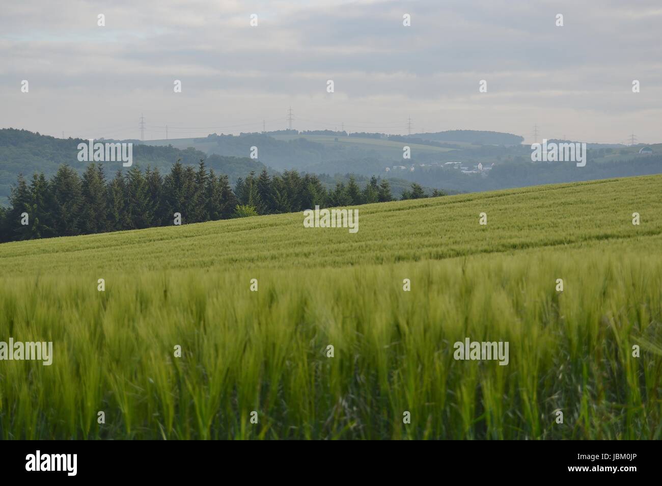 grain field scenery Stock Photo - Alamy