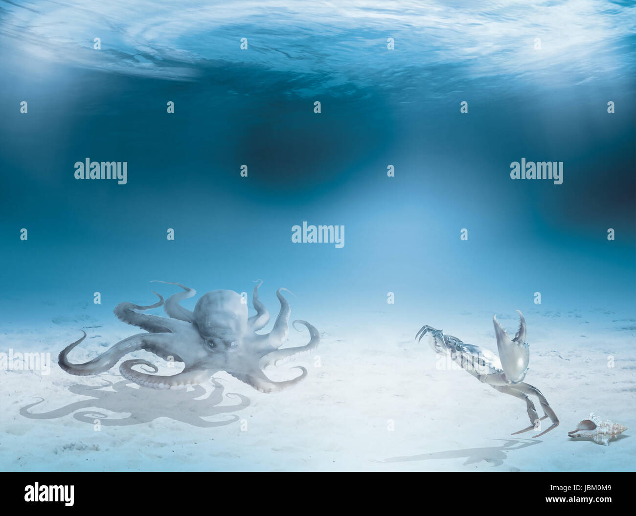 Octopus hunting crab hi-res stock photography and images - Alamy