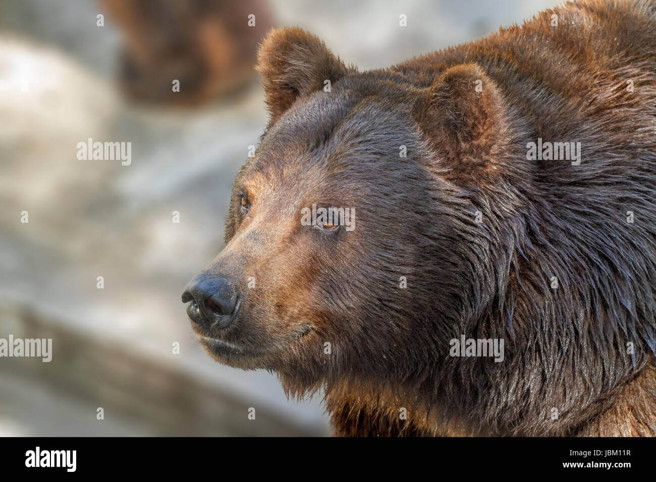 Image of an animal muzzle of a large brown bear predator Stock Photo ...