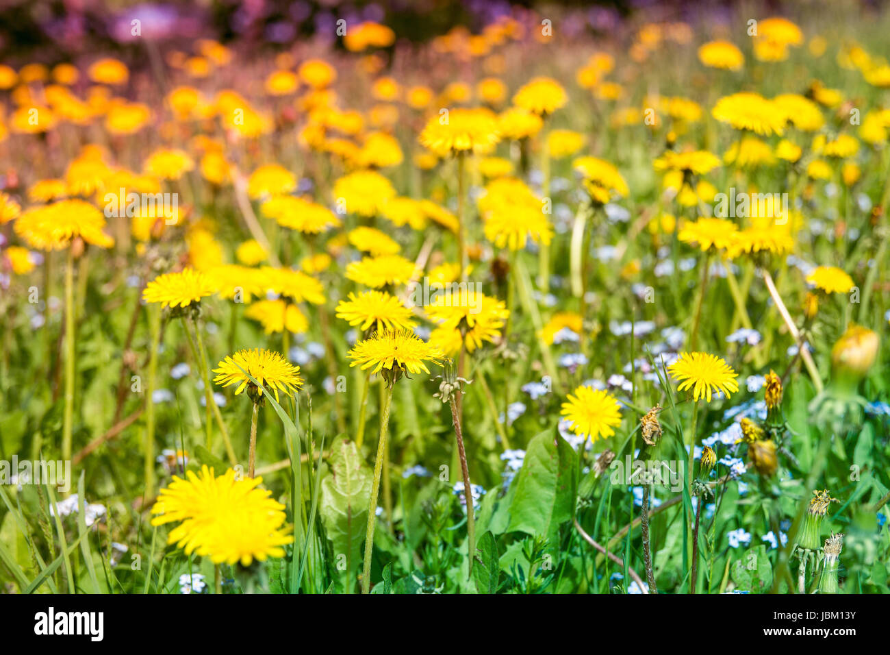 Field of spring flowers at sunny day Stock Photo - Alamy