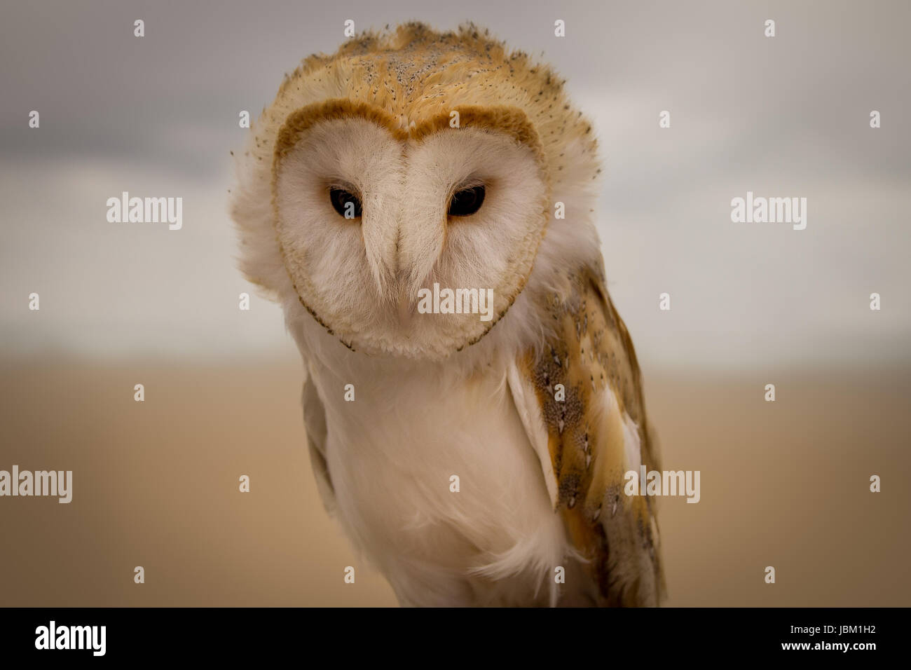 Night birds hi-res stock photography and images - Alamy