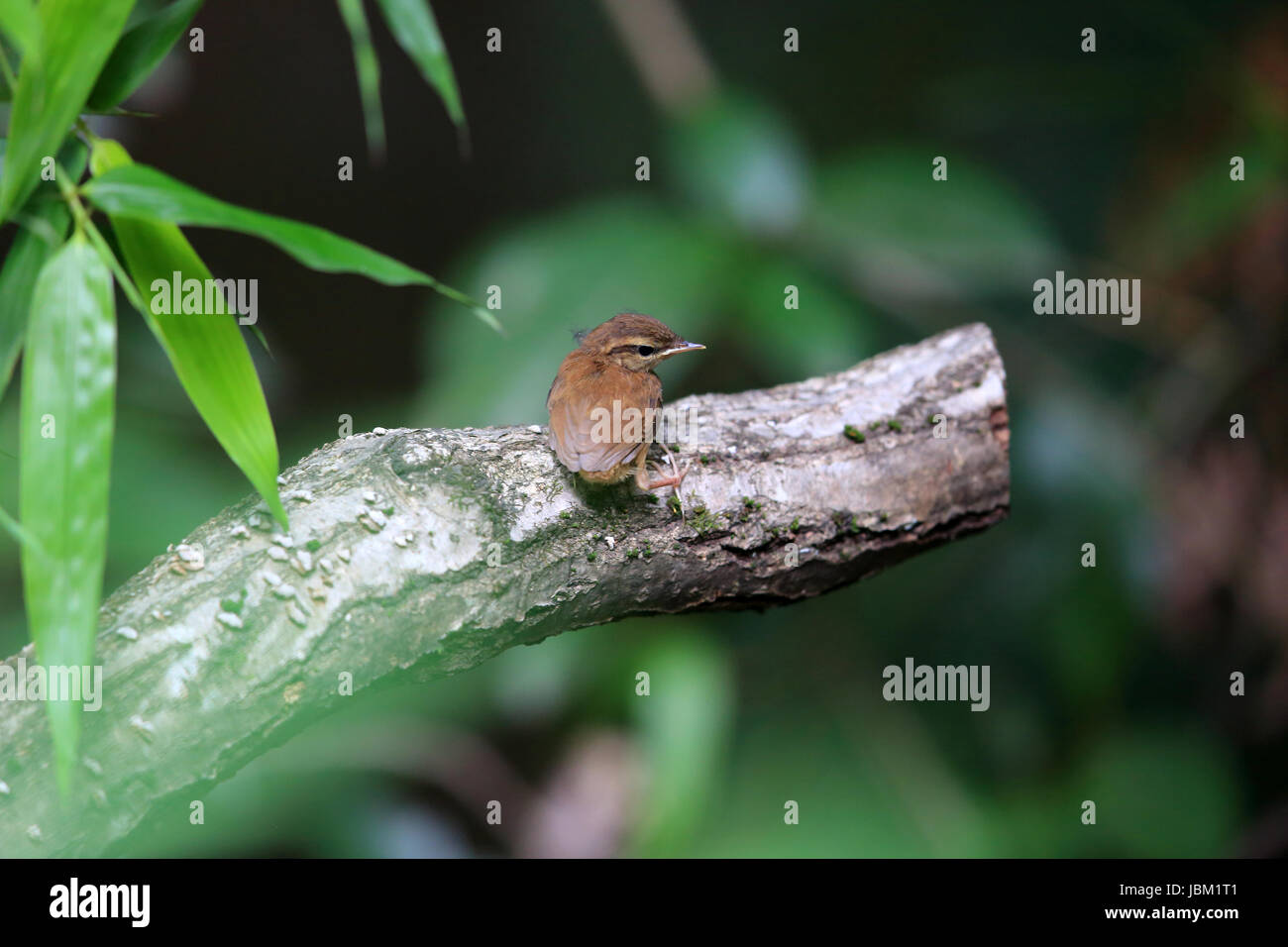 Asian stubtail (Urosphena squameiceps) in Japan Stock Photo - Alamy