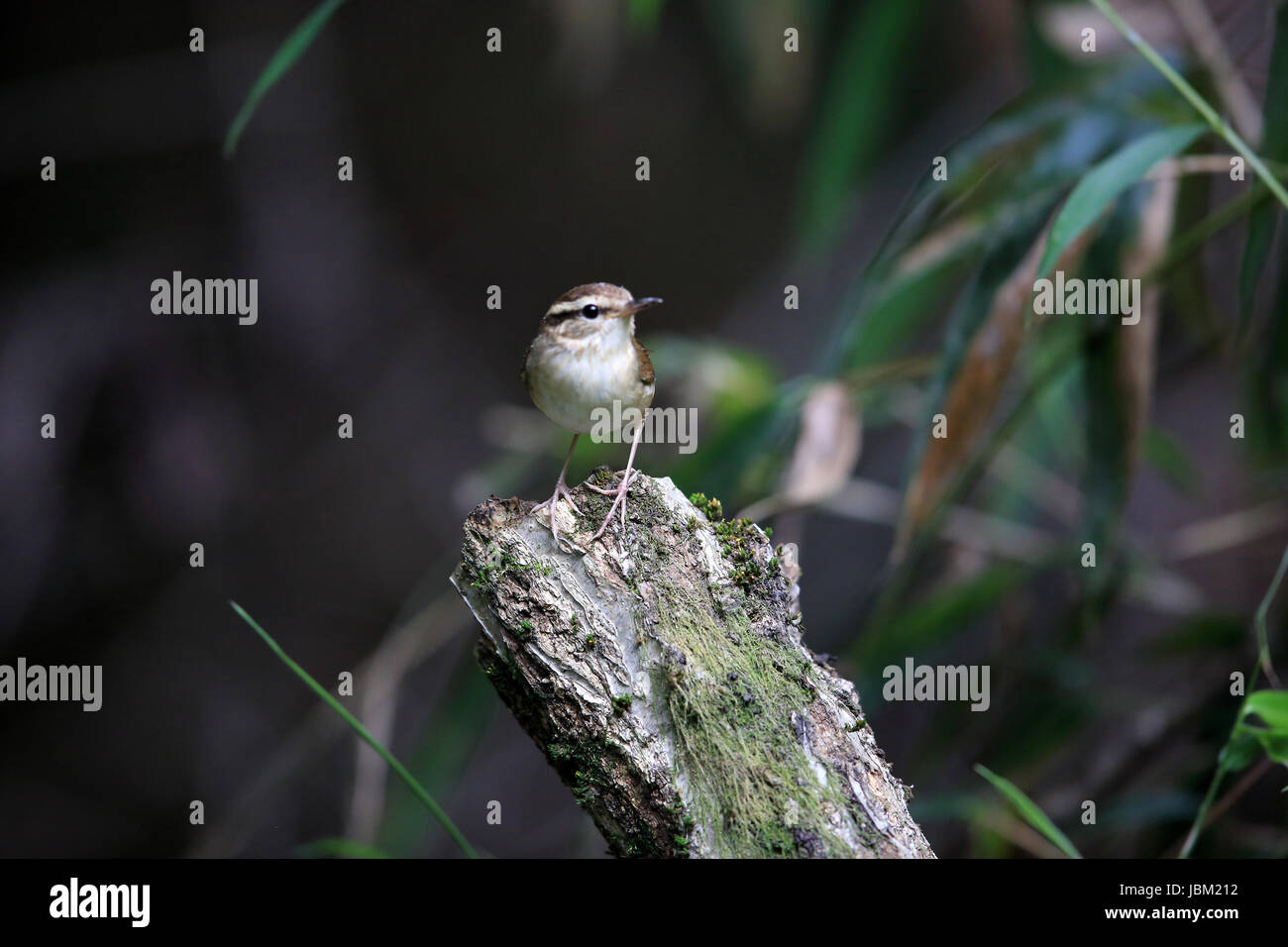 Asian stubtail (Urosphena squameiceps) in Japan Stock Photo - Alamy