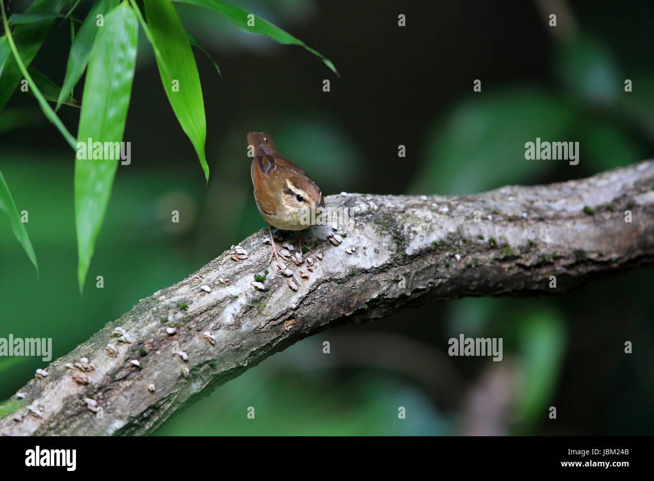 Asian stubtail (Urosphena squameiceps) in Japan Stock Photo - Alamy