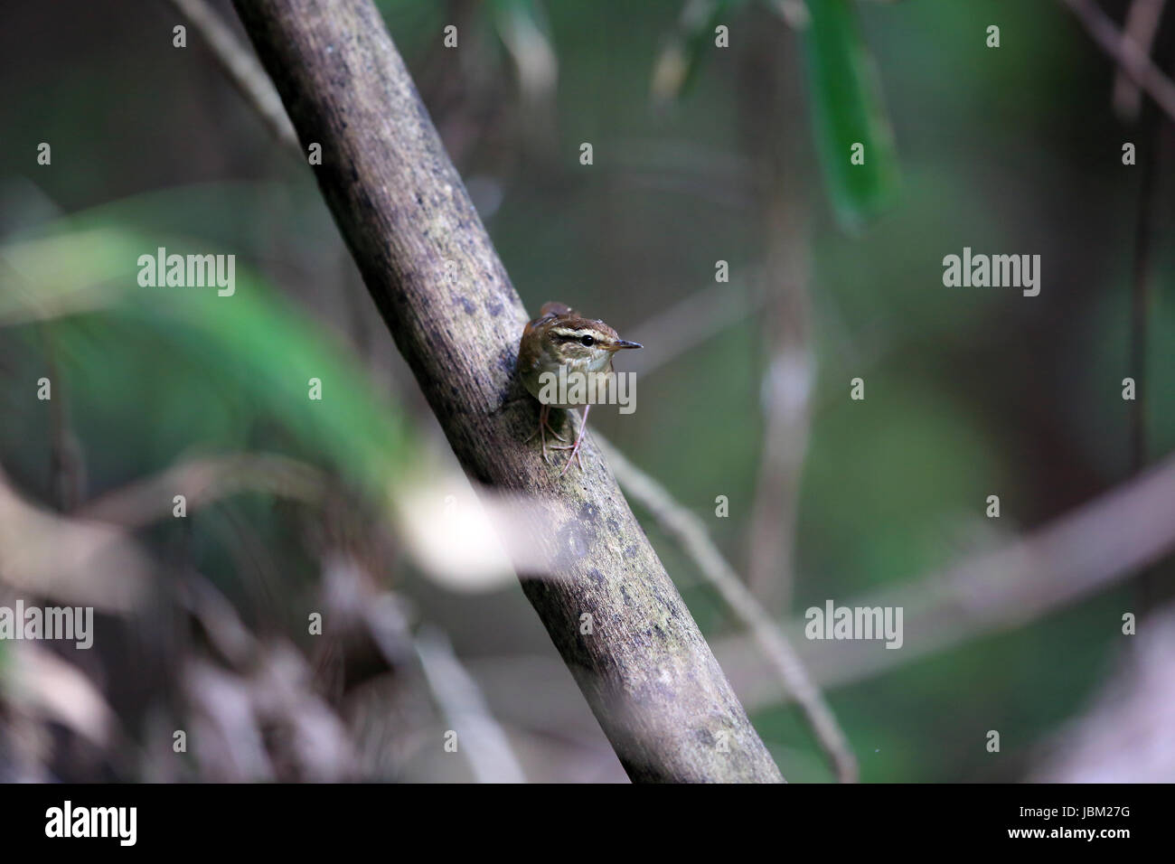 Urosphena squameiceps hi-res stock photography and images - Alamy