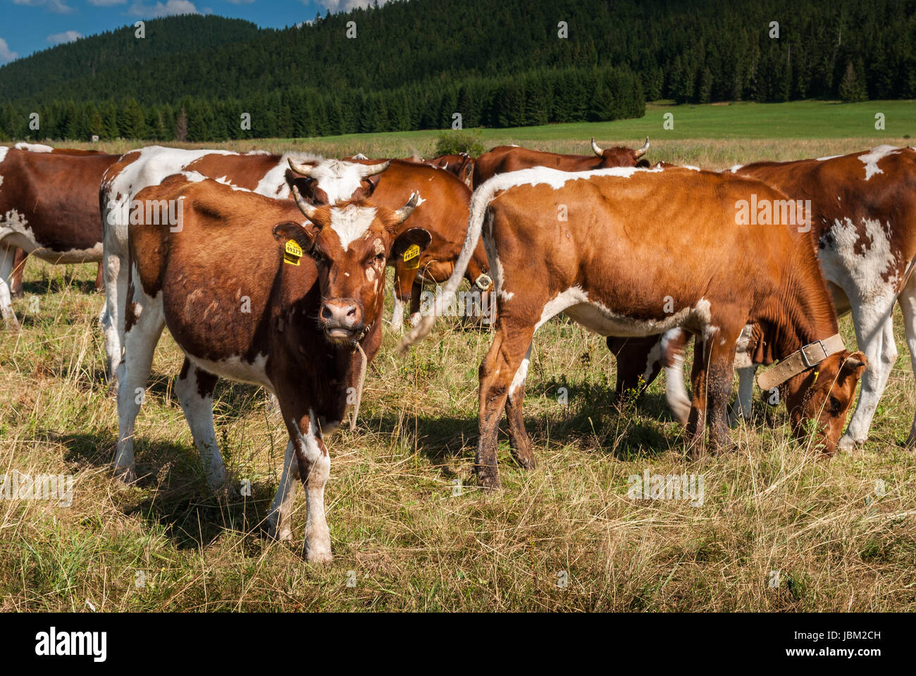 cows on pasture in kvacianska valley, Slovakia Stock Photo - Alamy