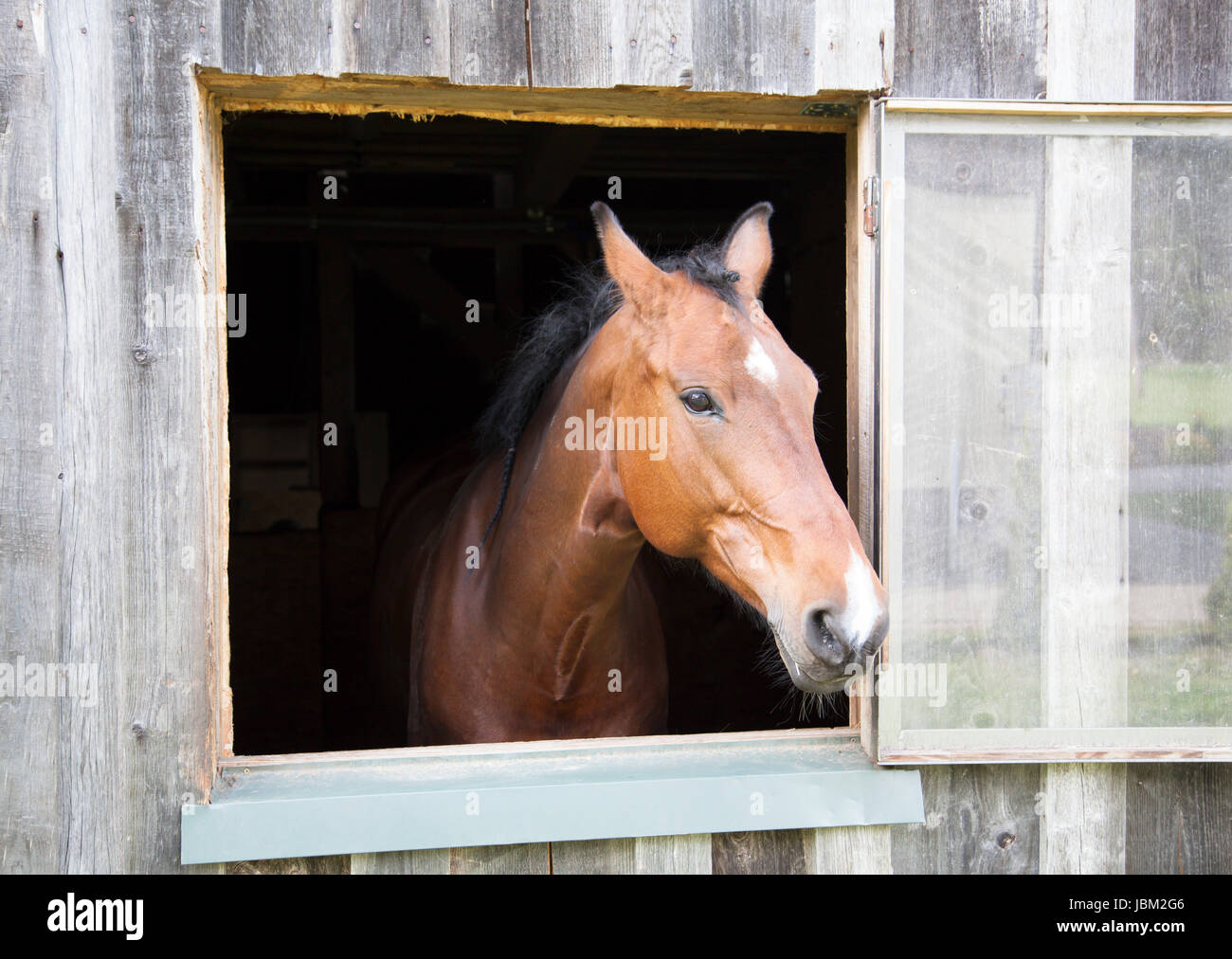 The curious horse looking through the stable's window (Lithuania Stock ...