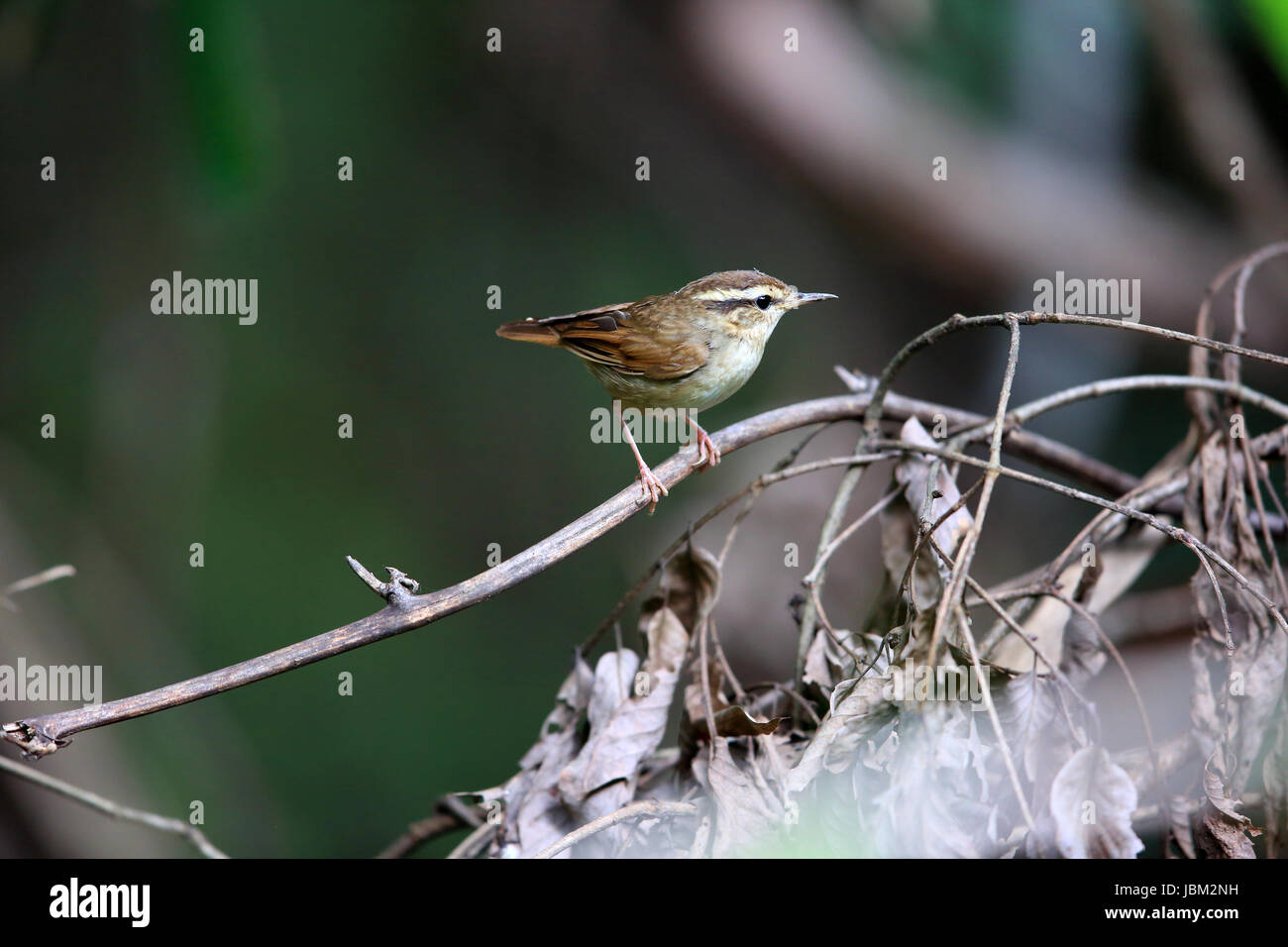 Urosphena squameiceps hi-res stock photography and images - Alamy