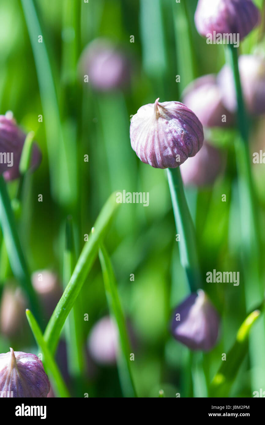 close up of a set of beautiful chive blossoms in a home garden with ...