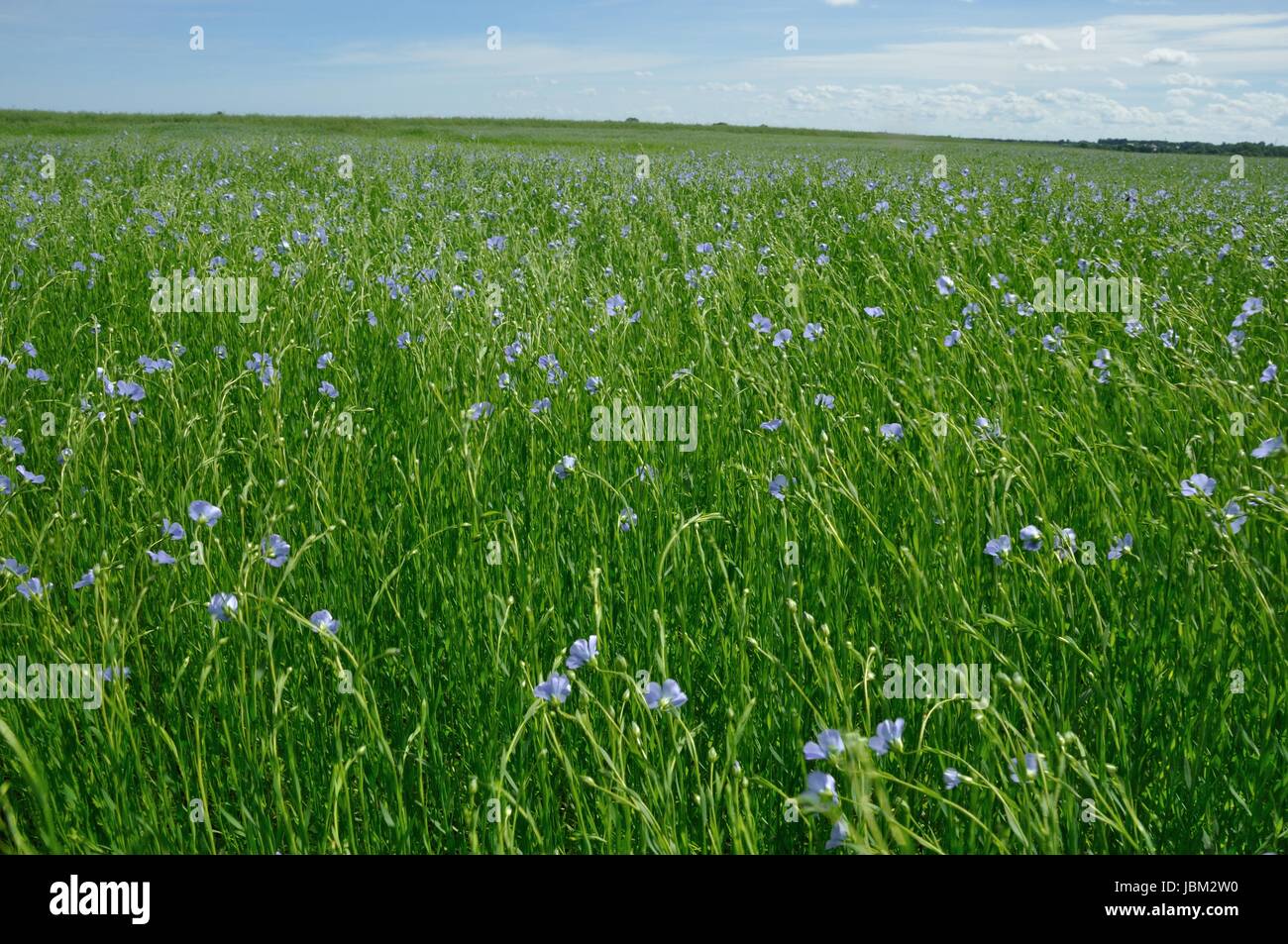 Flax Field High Resolution Stock Photography and Images - Alamy