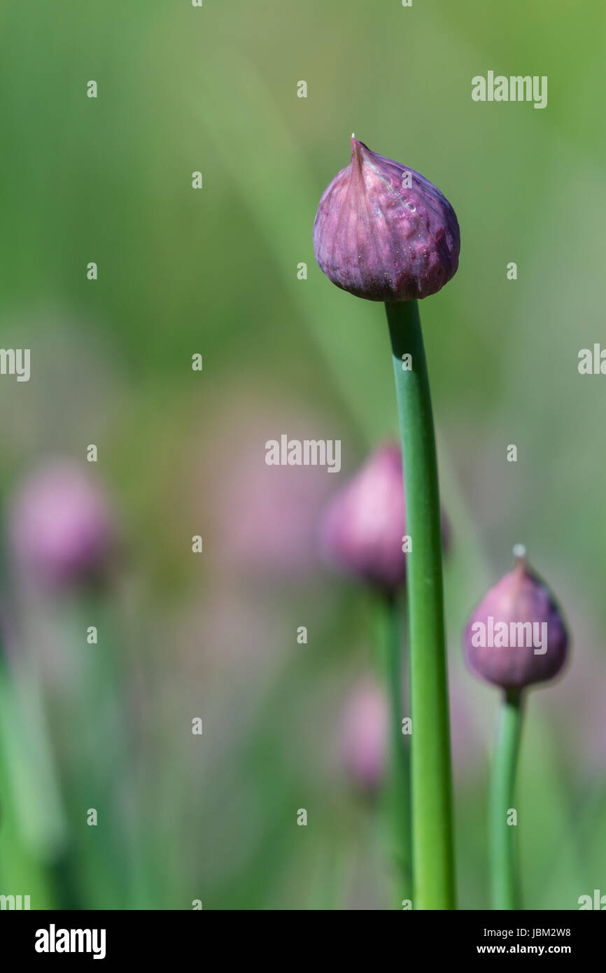 close up of a set of beautiful chive blossoms in a home garden with ...