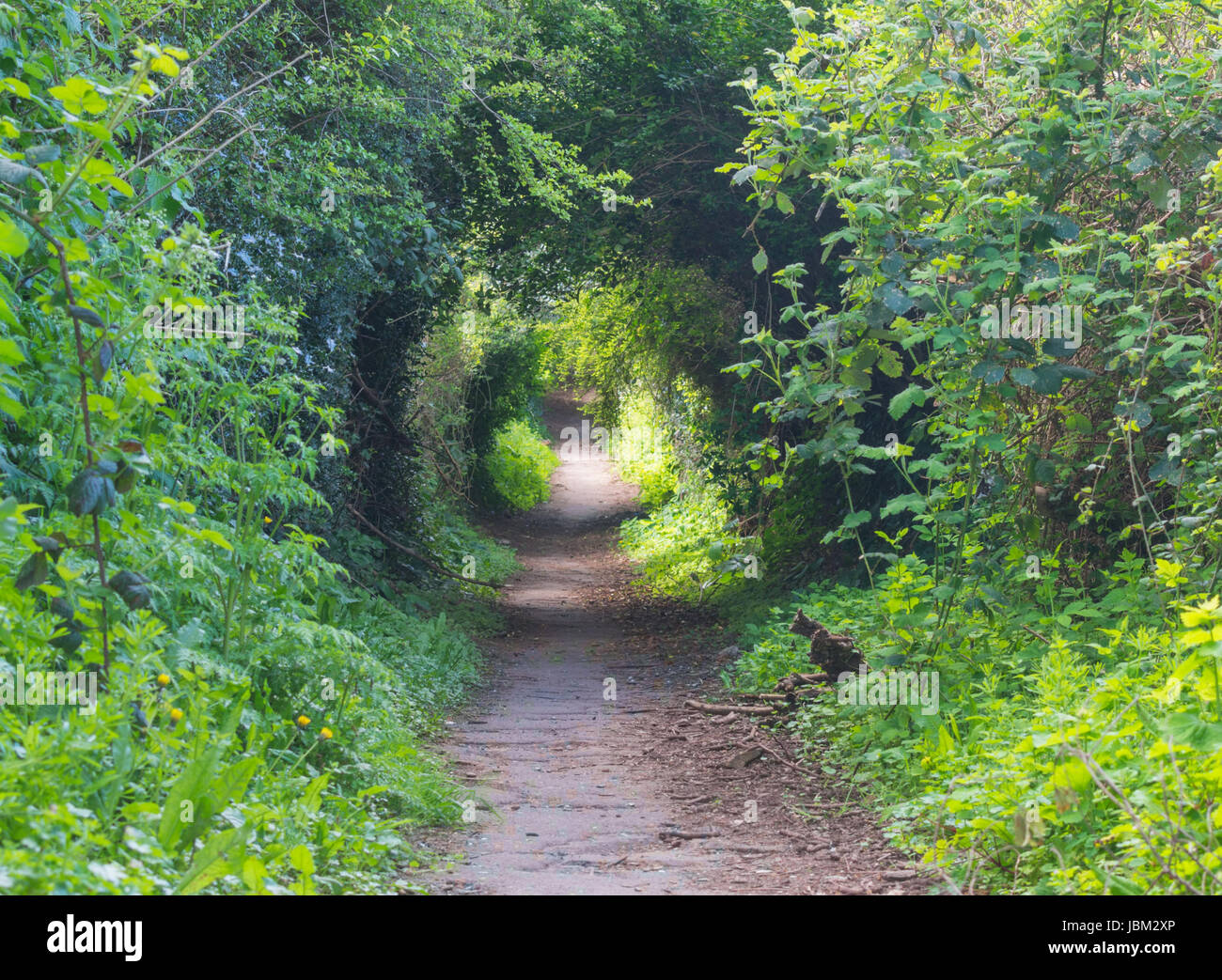 An arched footpath overgrown in spring Stock Photo - Alamy