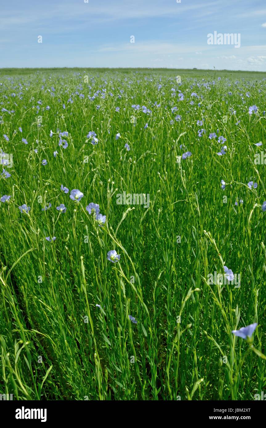 Flowering flax field Stock Photo - Alamy