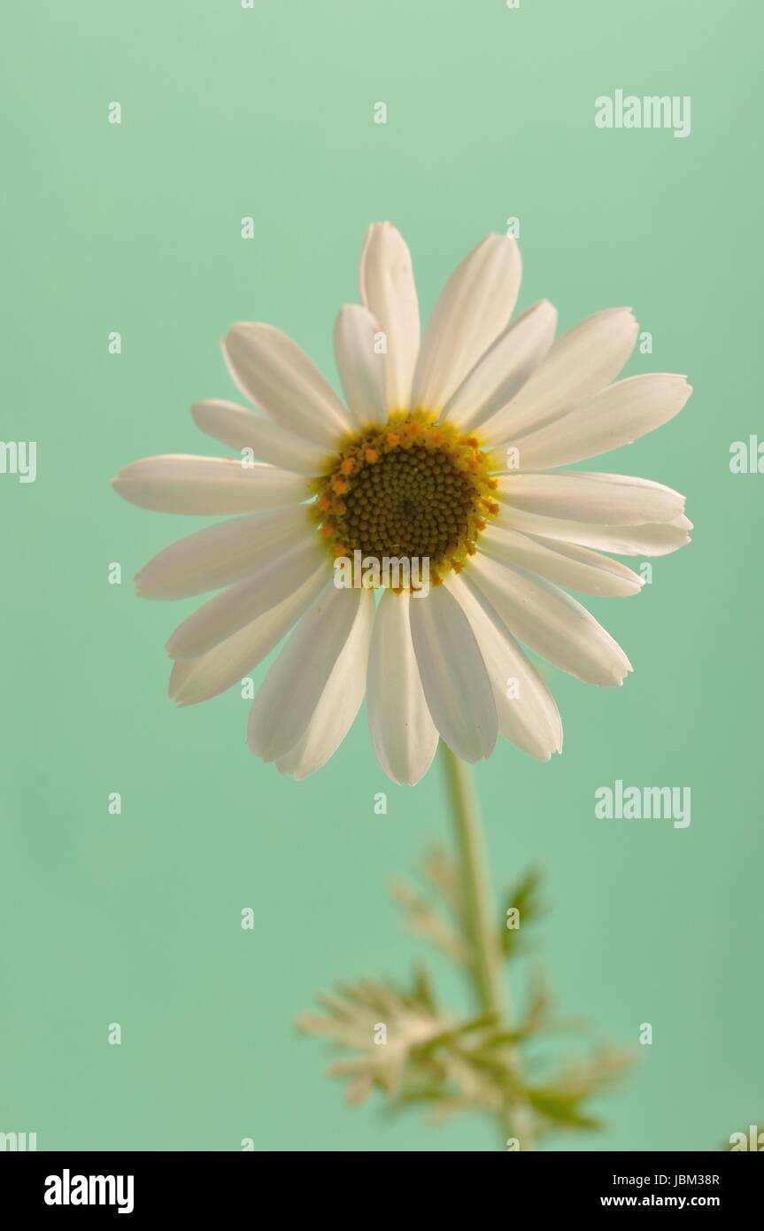 White daisy, studio shot Stock Photo - Alamy