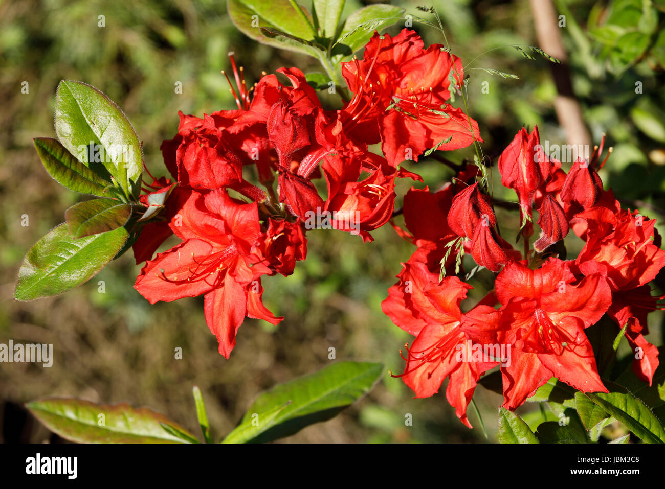 Red rhododendron azalea blooms in spring garden. Springtime beautiful ...