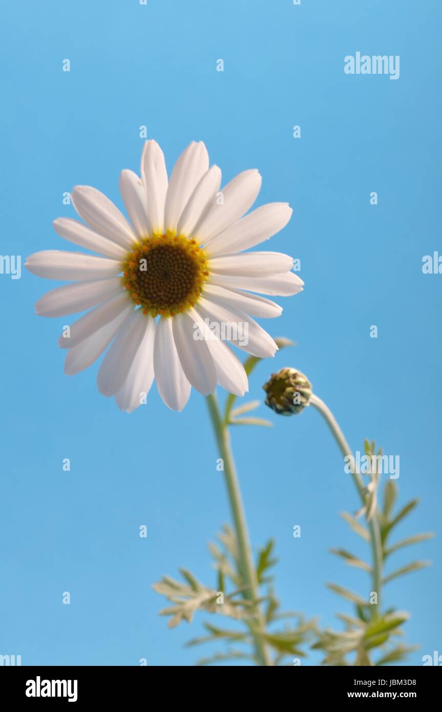 White daisy, studio shot Stock Photo - Alamy