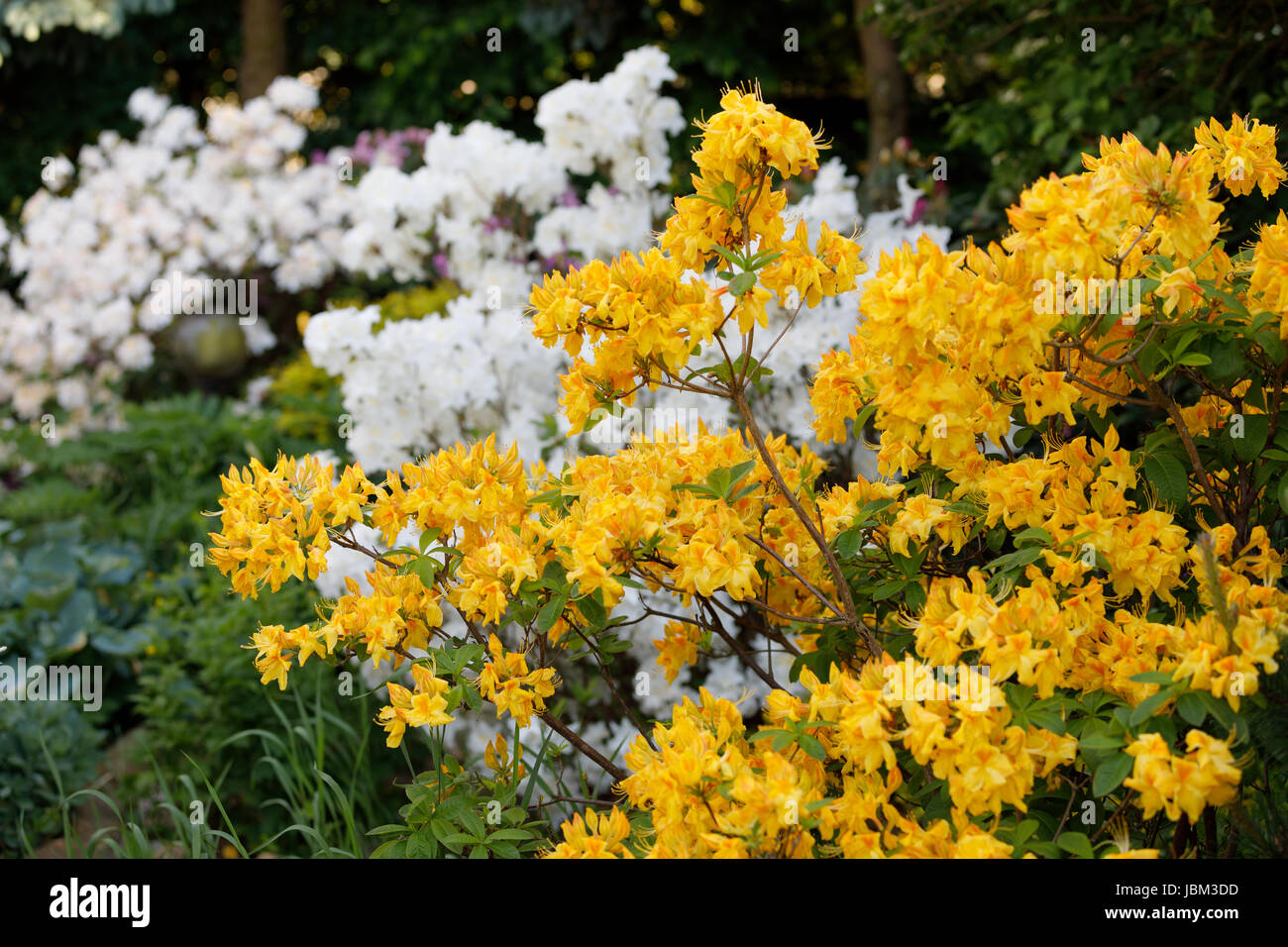 Flowering azalea, rhododendron in spring garden. Beautiful springtime ...