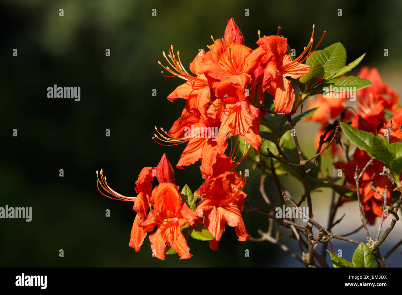 Red azaleas blooms in spring garden. Springtime beautiful flower with ...