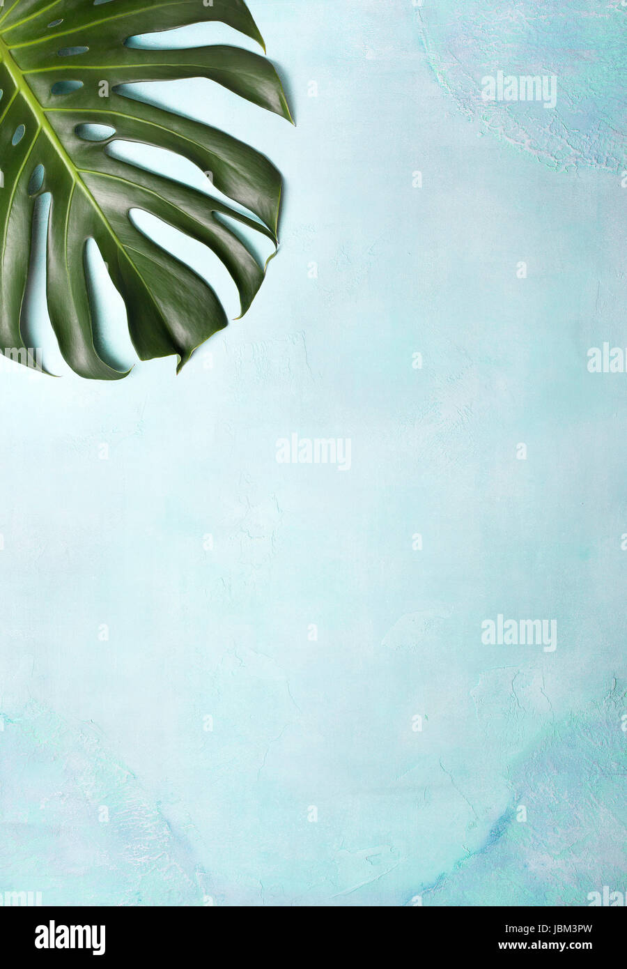 Big green leaf monstera plant hi-res stock photography and images - Alamy