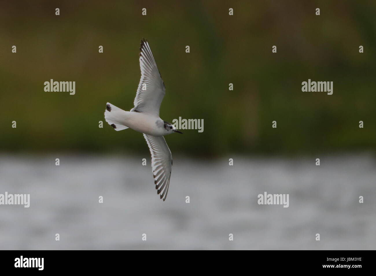 Camp lane pits hi-res stock photography and images - Alamy