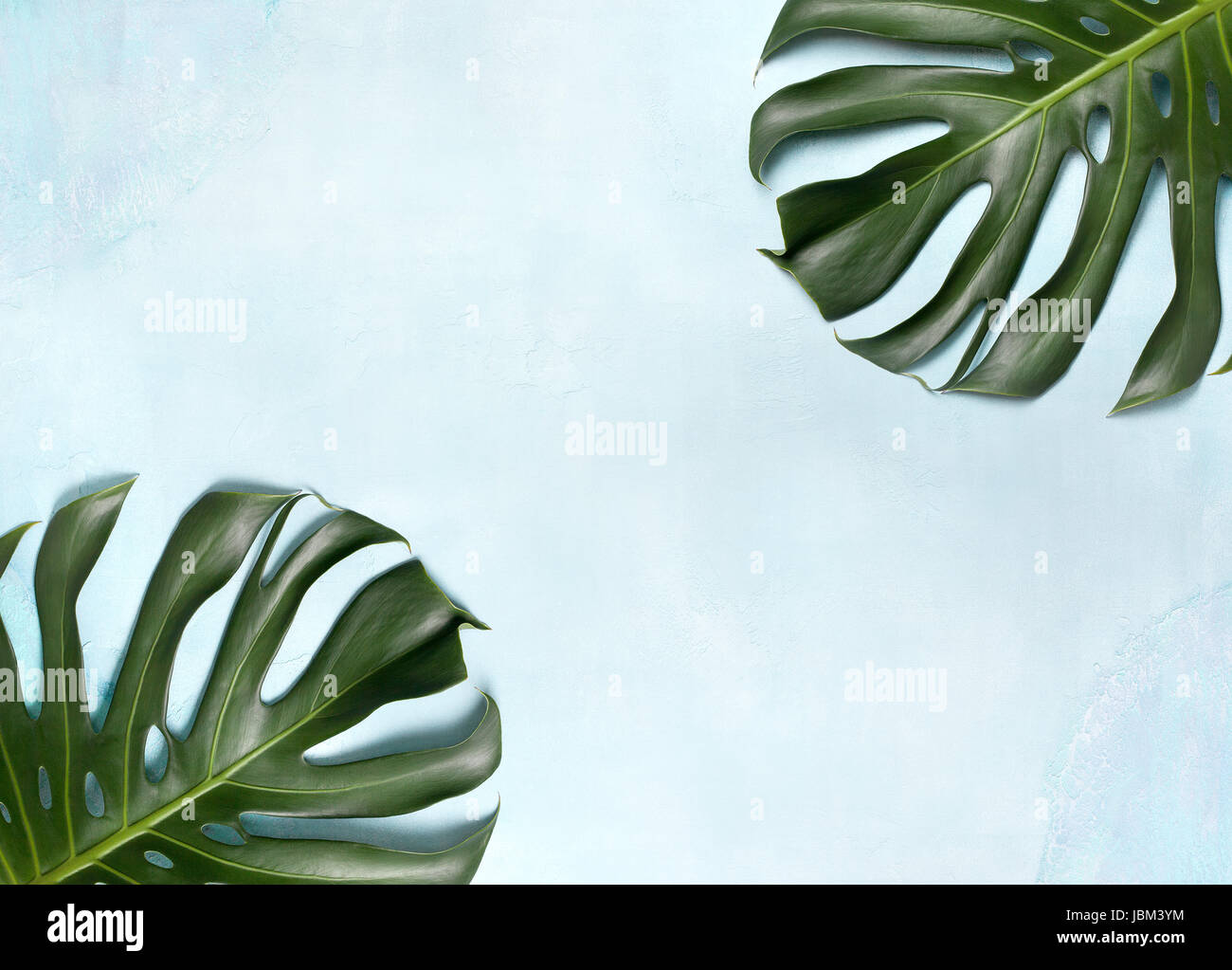 monstera leaf on a blue background concrete. view from above Stock ...