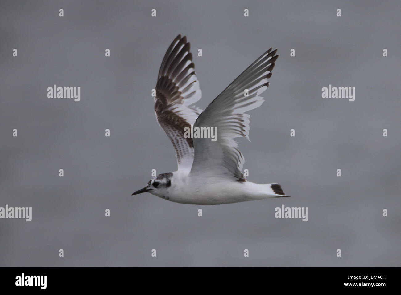 1ST Summer Little Gull Stock Photo - Alamy