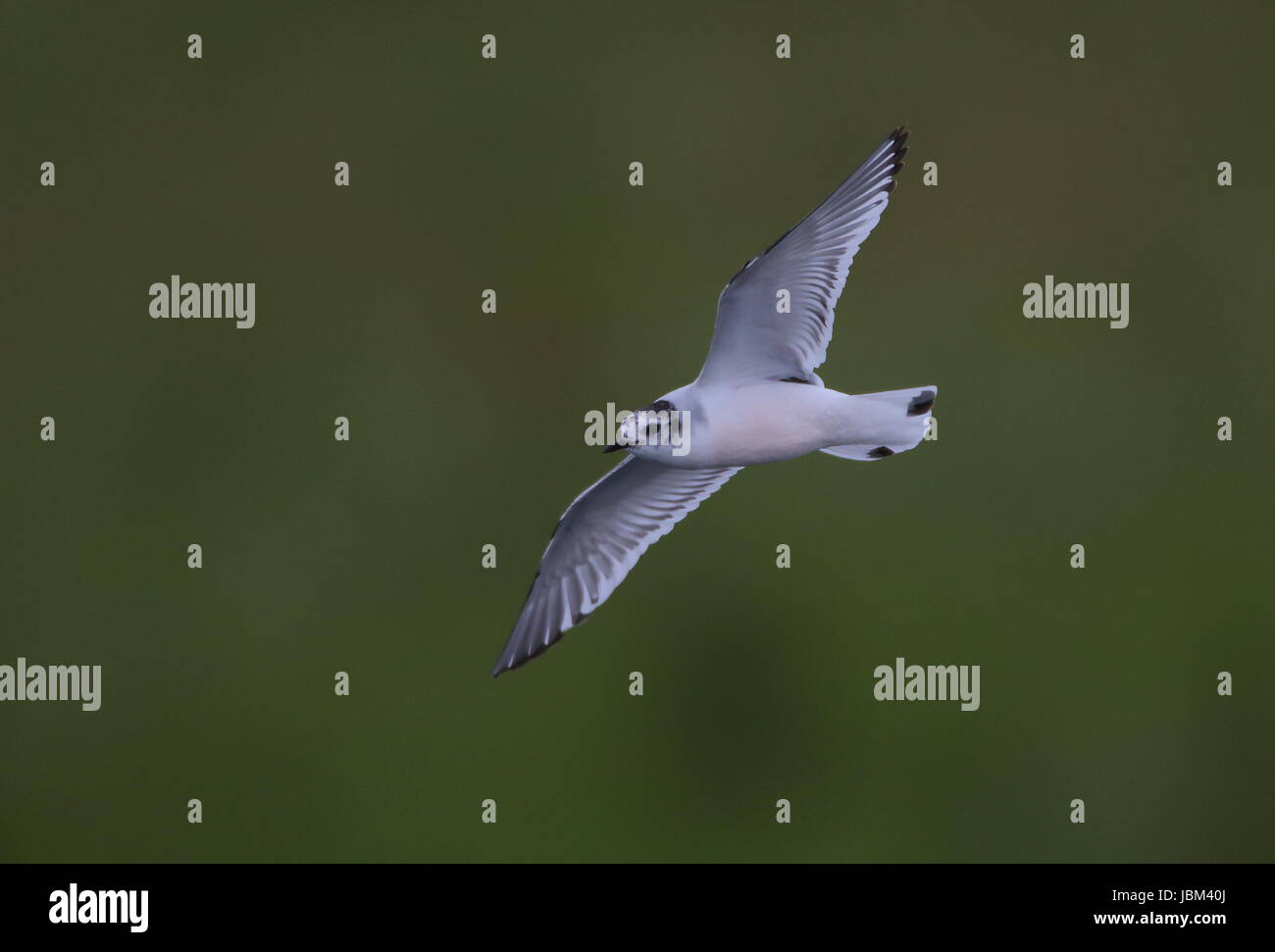 1ST Summer Little Gull Stock Photo - Alamy