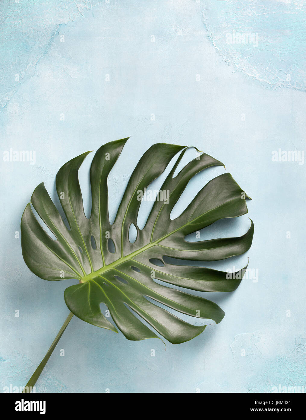 Monstera leaf hi-res stock photography and images - Alamy