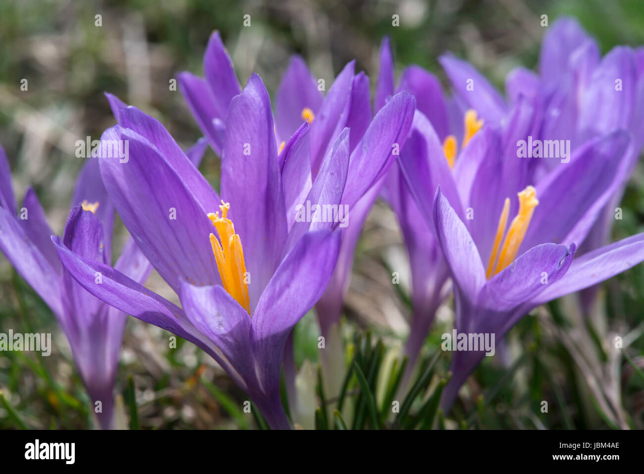 Close up blue crocus on sun light. Violet colours Stock Photo - Alamy