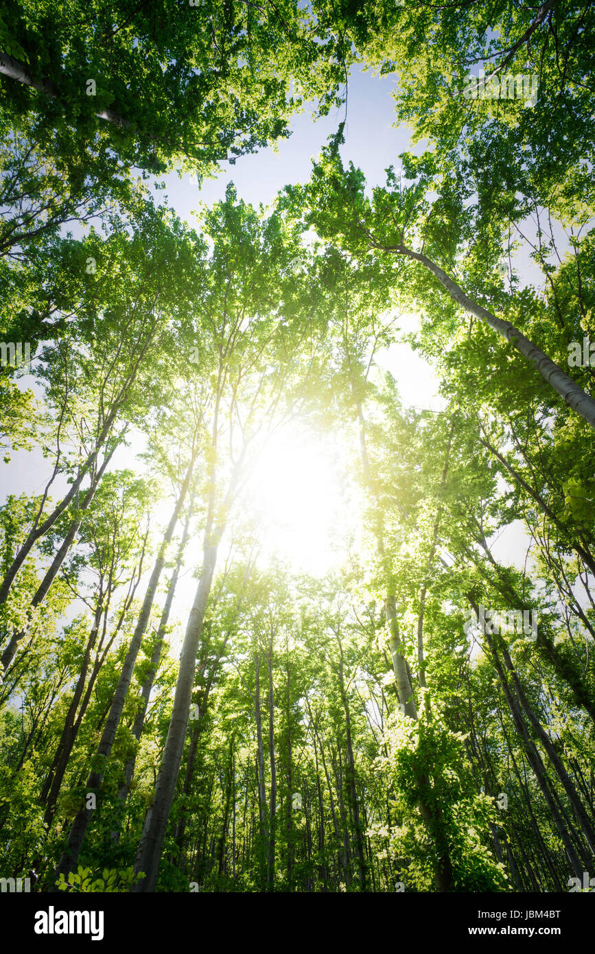 Sun light between the trees in a forest Stock Photo - Alamy