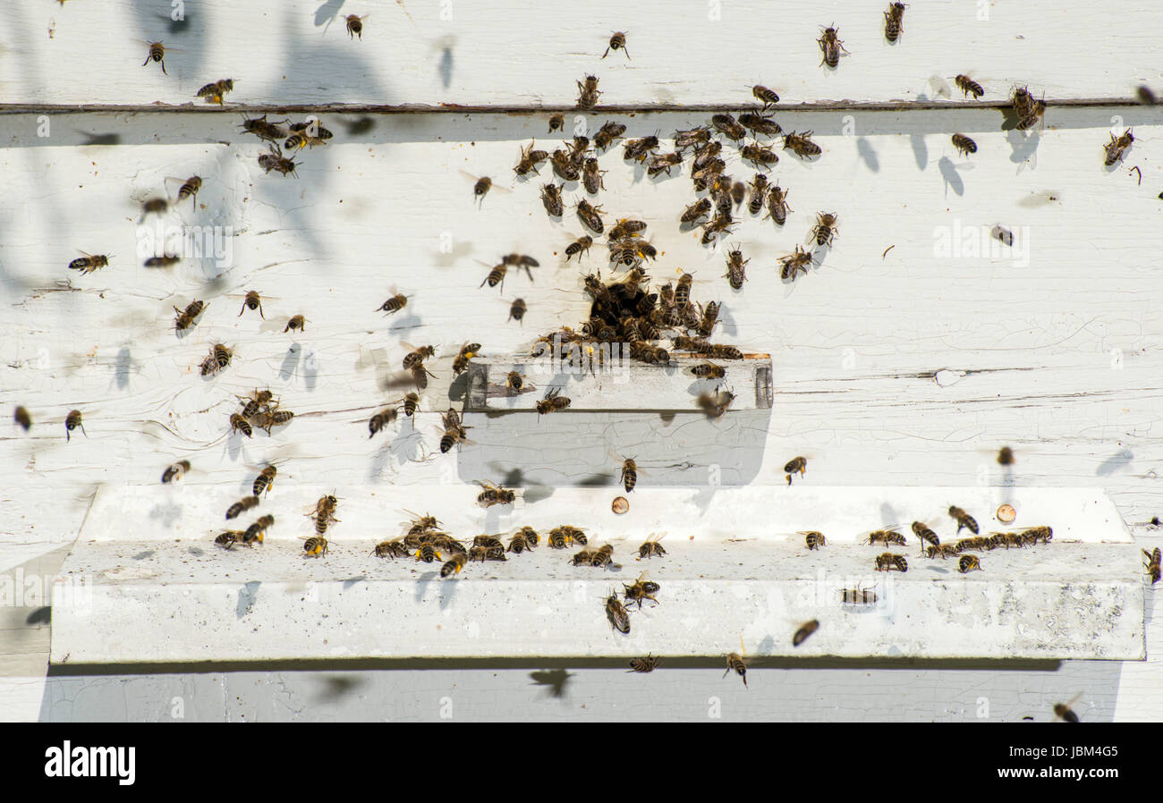 Bees entering the hive. White beehive Stock Photo - Alamy