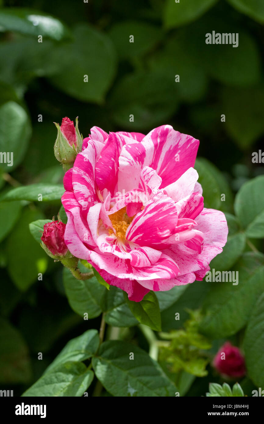 Rosa gallica 'Versicolor'. Rosa mundi shrub rose in an English garden ...