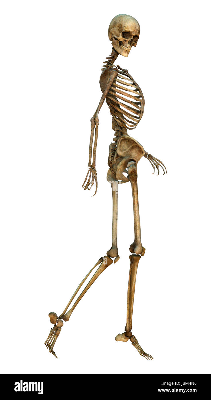 3D digital render of an old walking human skeleton isolated on white ...