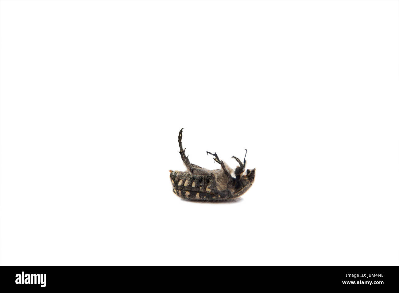 Dead black beetle Cut Out Stock Images & Pictures - Alamy