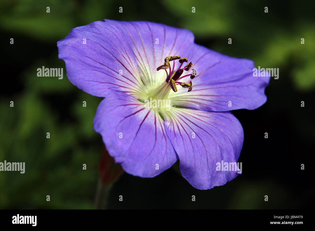 cranesbill flower in cottage garden Stock Photo - Alamy
