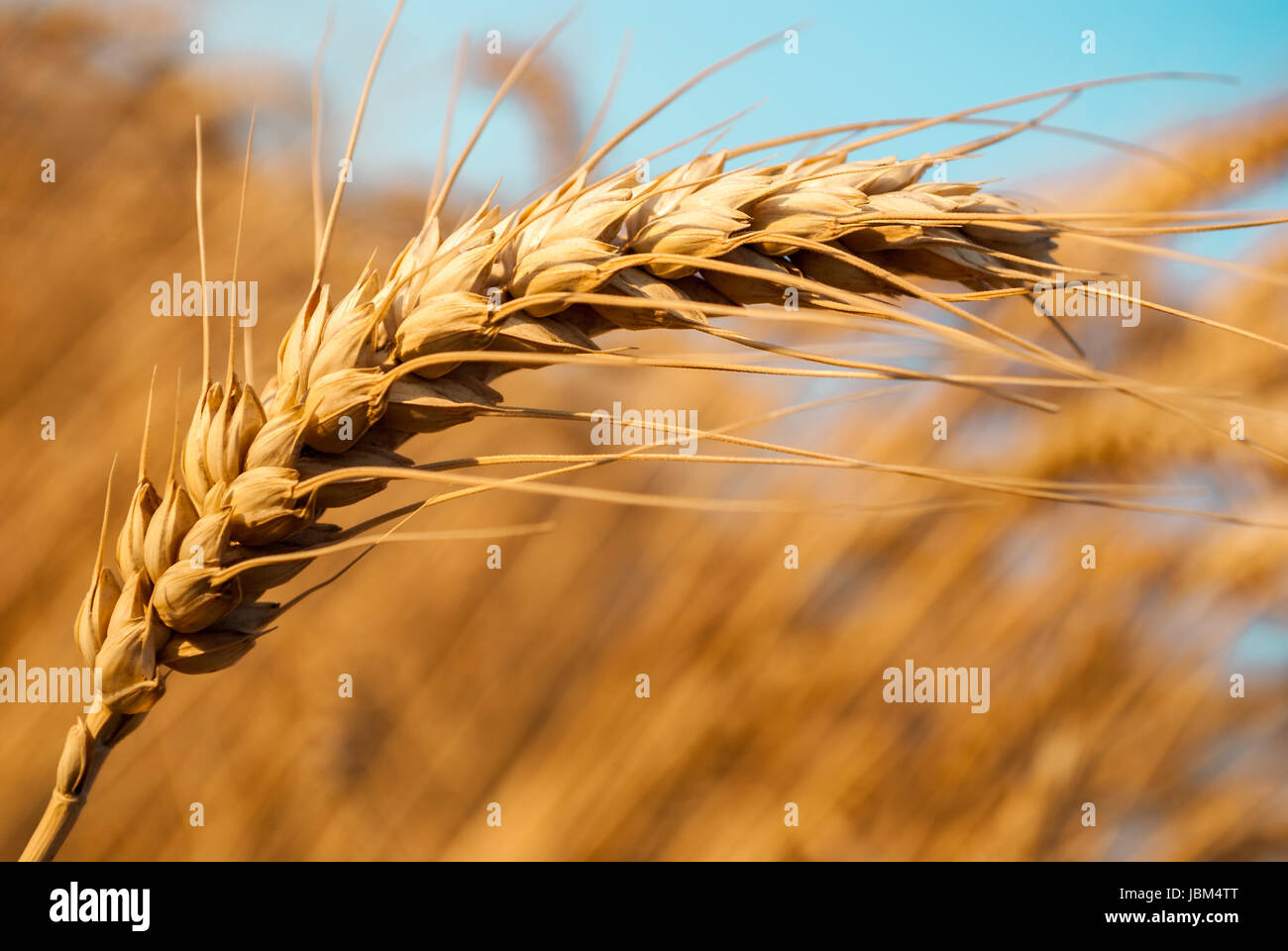 detail of one grain ear in wheat grain field Stock Photo - Alamy