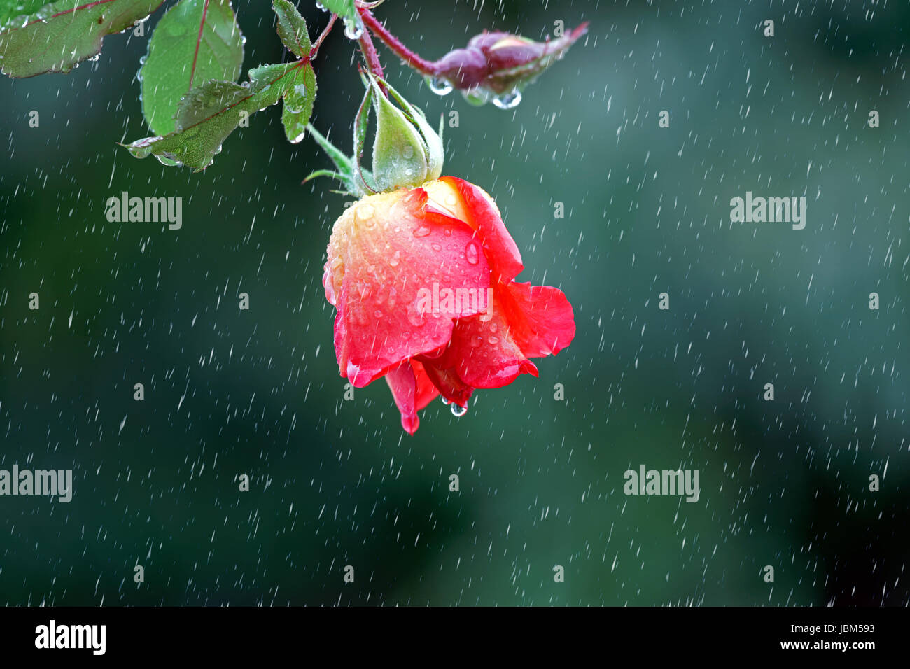 Red rose bud in clear hi-res stock photography and images - Alamy