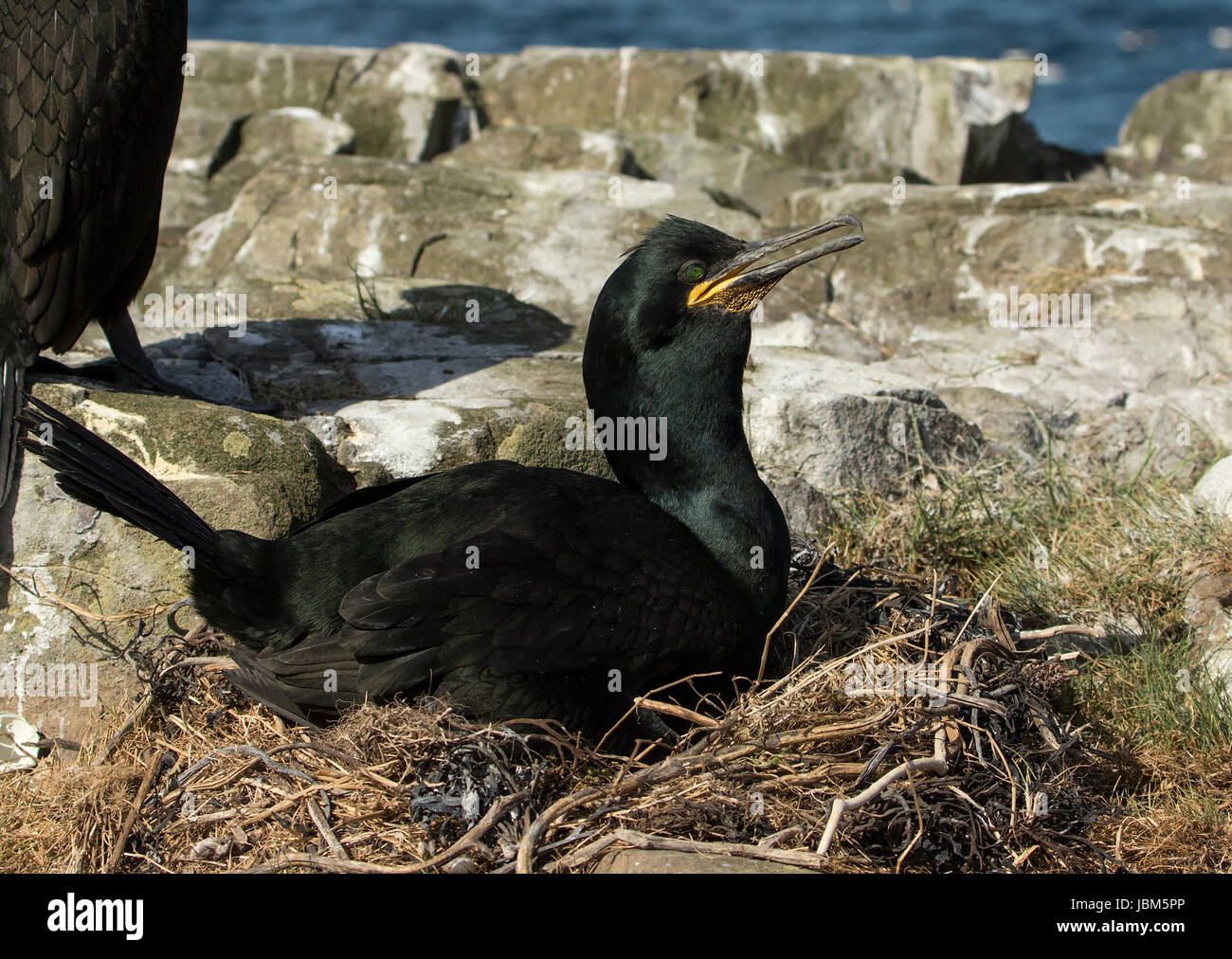 Shag on Nest Stock Photo - Alamy