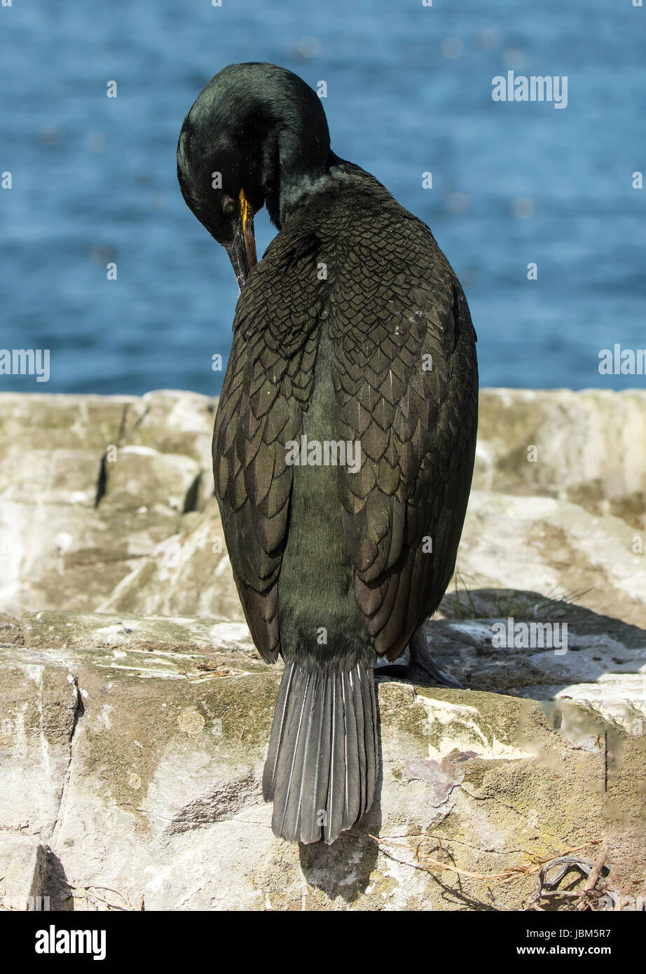 Preening wildlife hi-res stock photography and images - Alamy