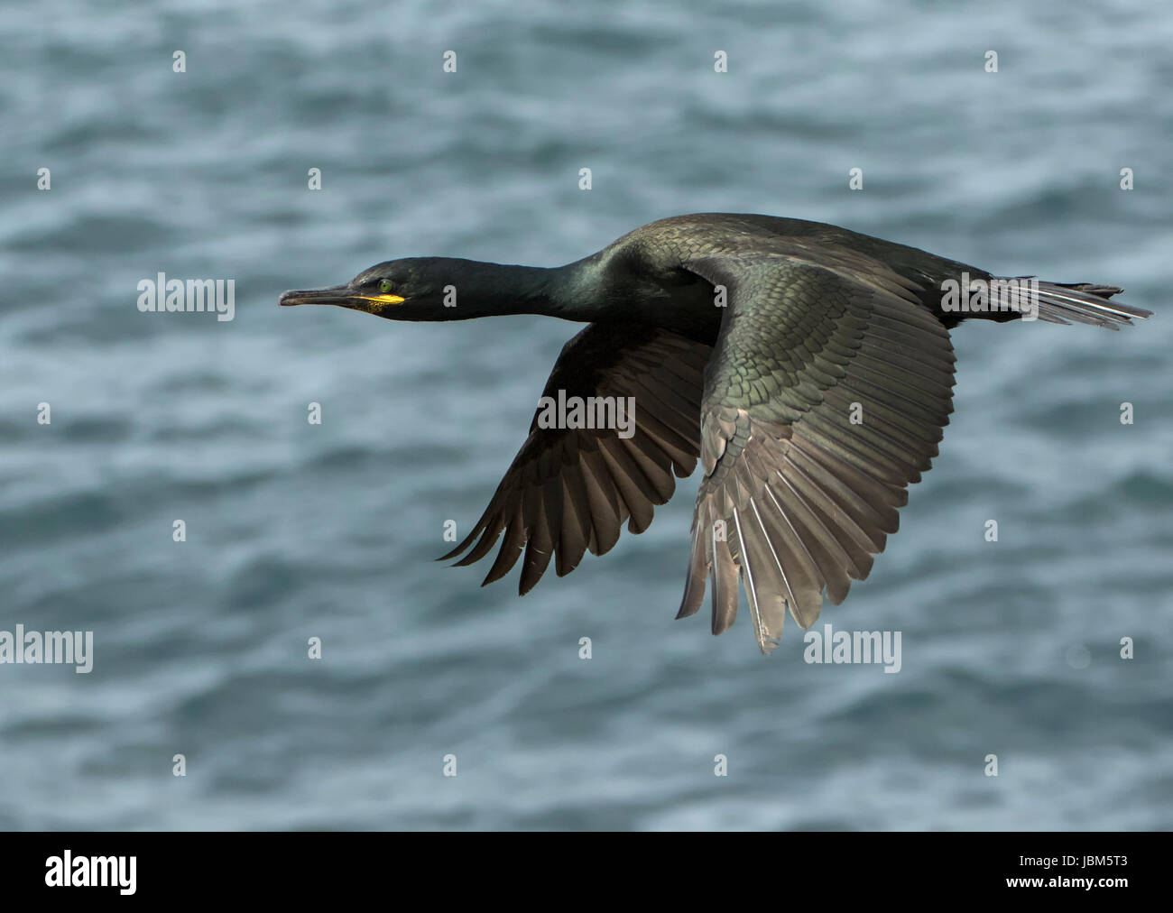 Shag in flight hi-res stock photography and images - Alamy