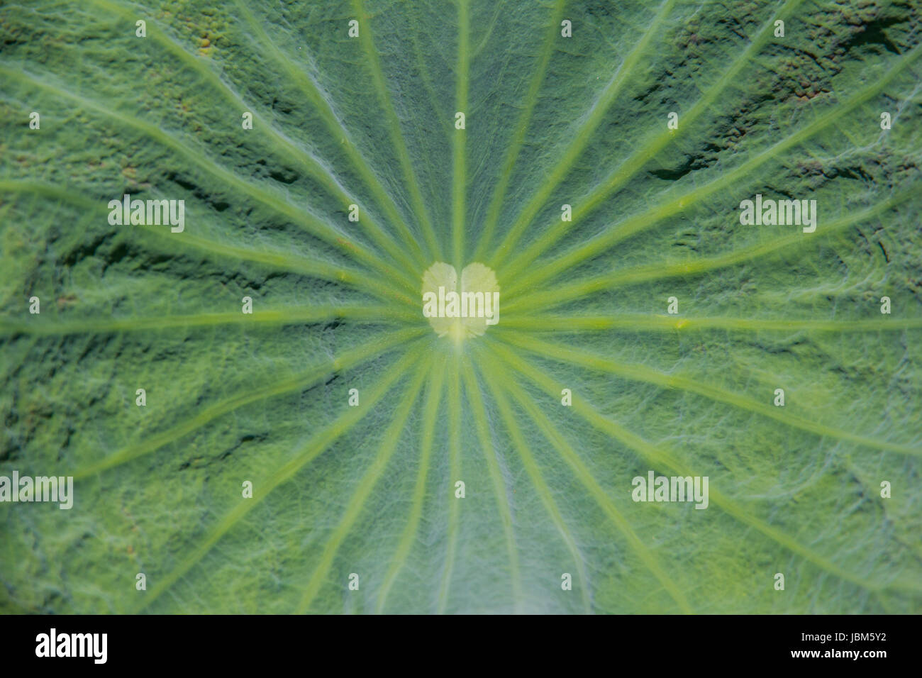 Lotus leaf surface,Lotus leaf texture Stock Photo - Alamy