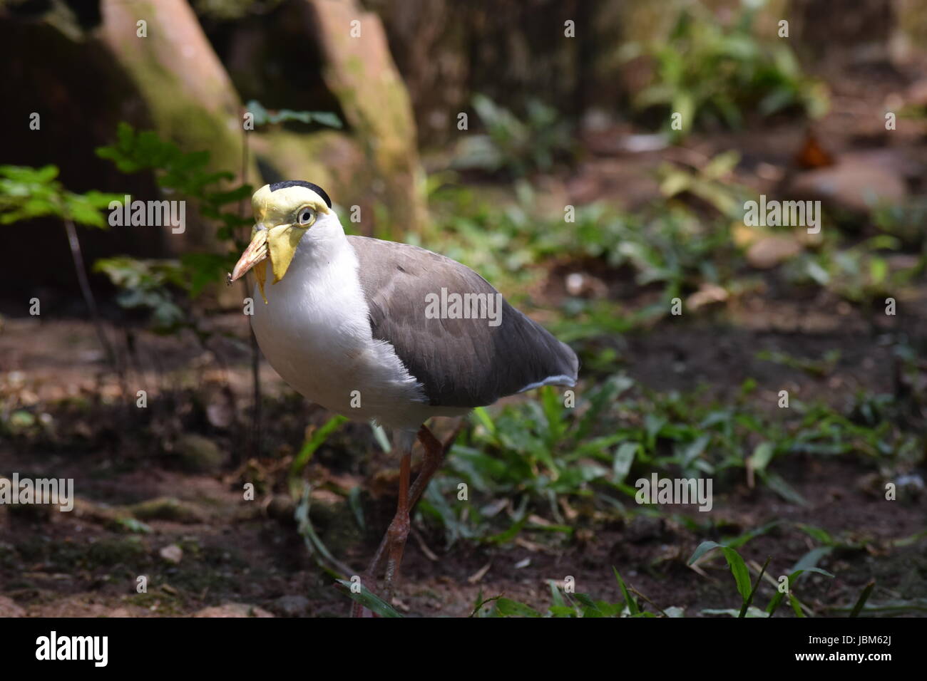 Vanellus miles / Masked lapwing Stock Photo - Alamy